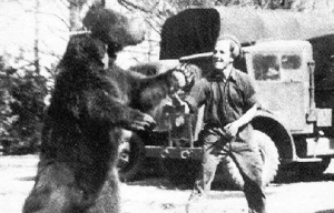 Wojtek : L’ours soldat qui a combattu pendant la Seconde Guerre ...